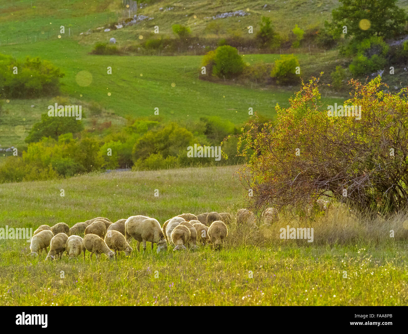 Sheep grazzing in Abruzzo, Italy Stock Photo - Alamy