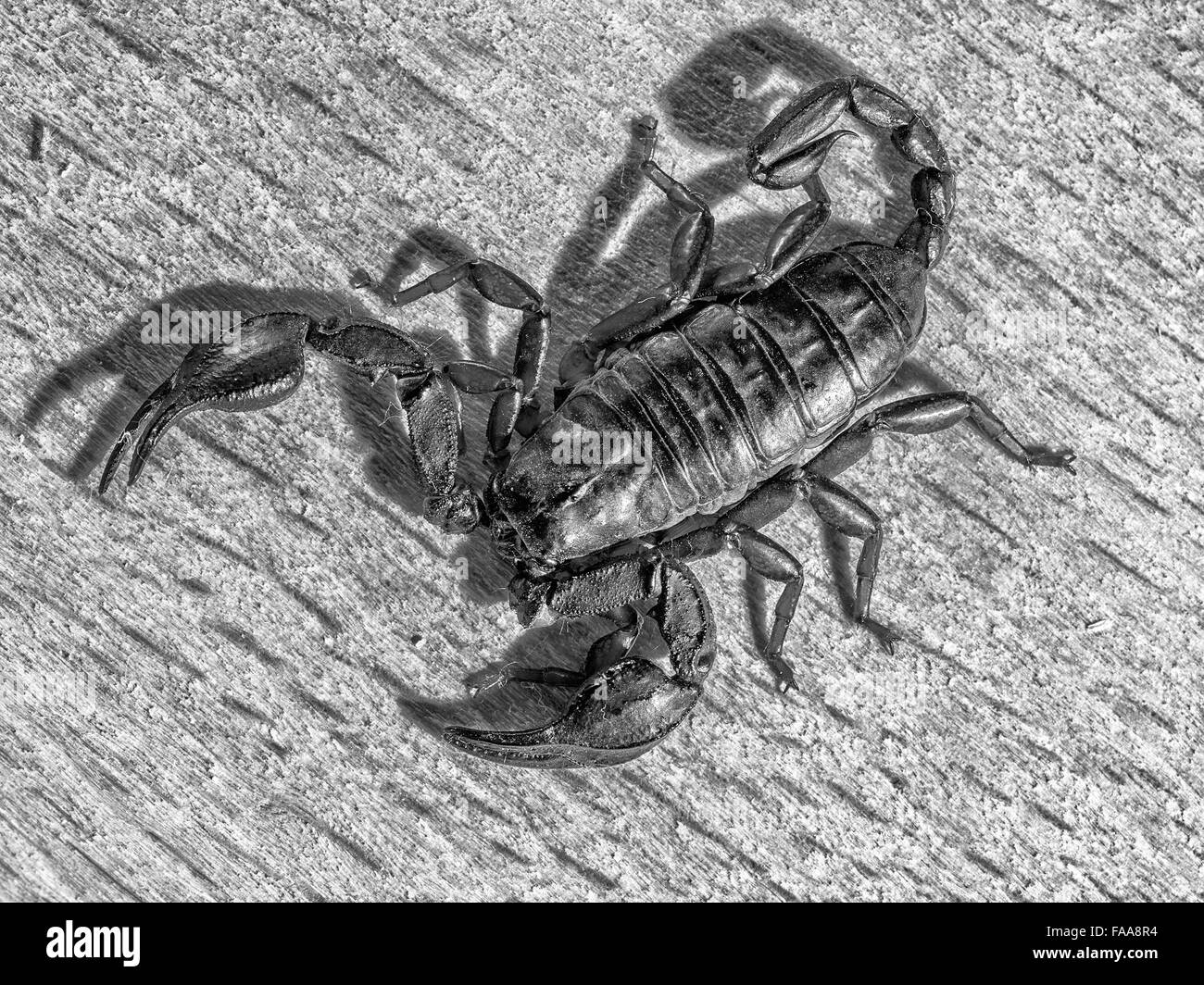 Scorpion Black and White Stock Photos & Images - Alamy