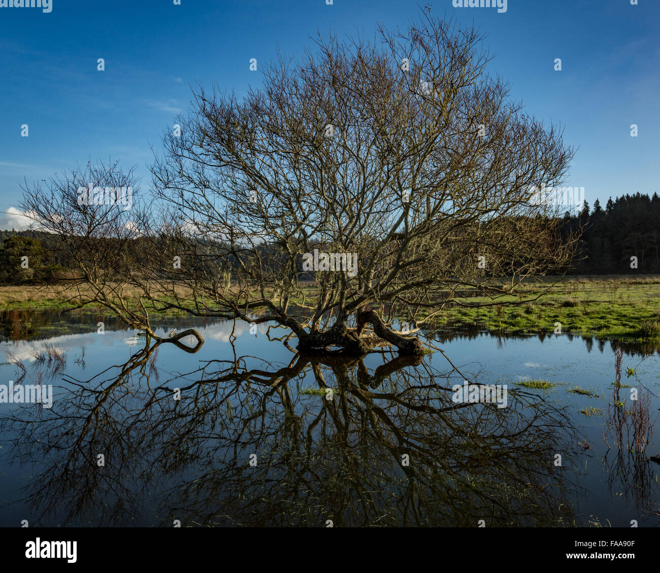 Tree reflection in water surface Stock Photo - Alamy