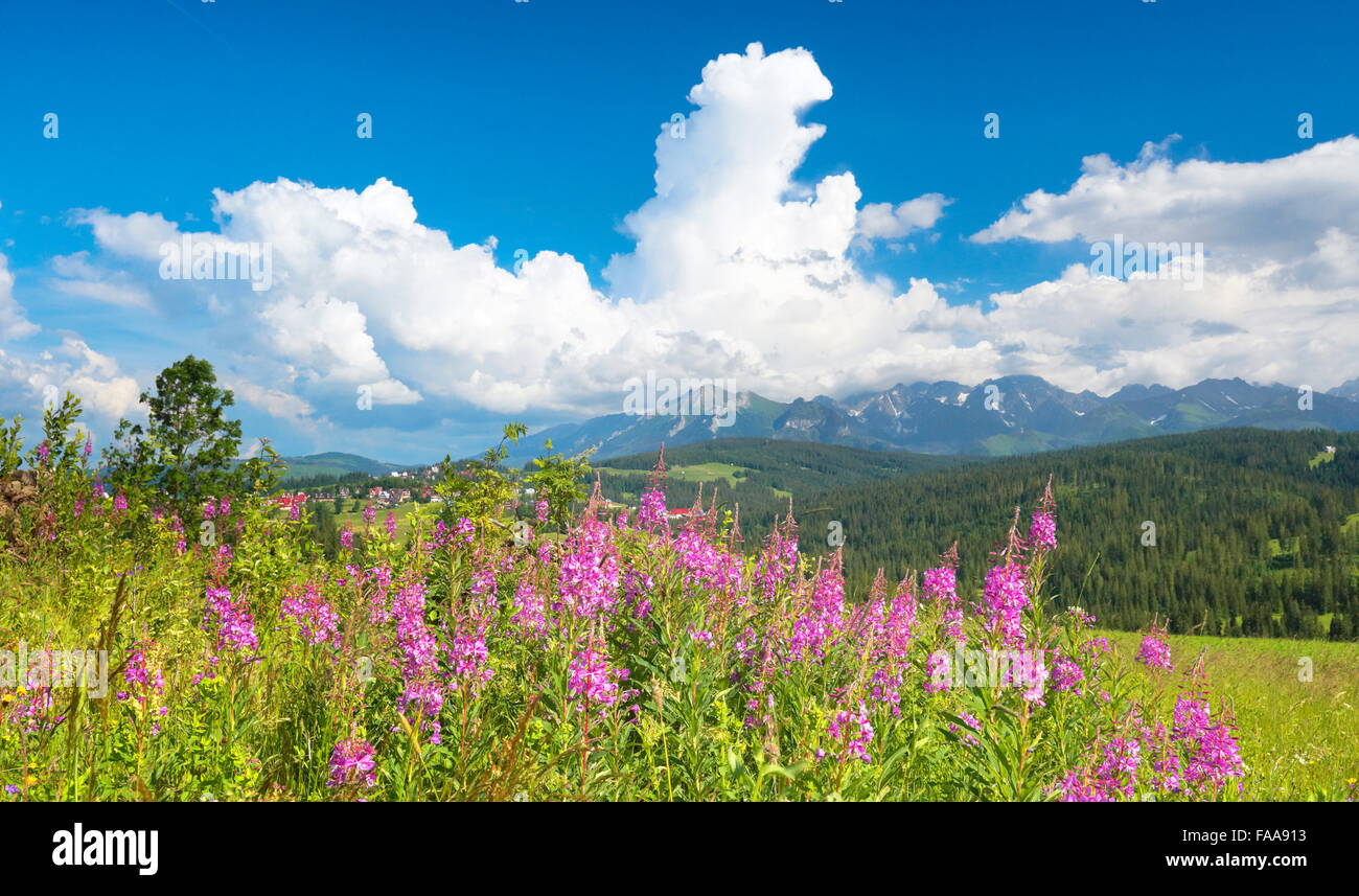 Spring landscape with flowers, Podhale region, Poland Stock Photo - Alamy