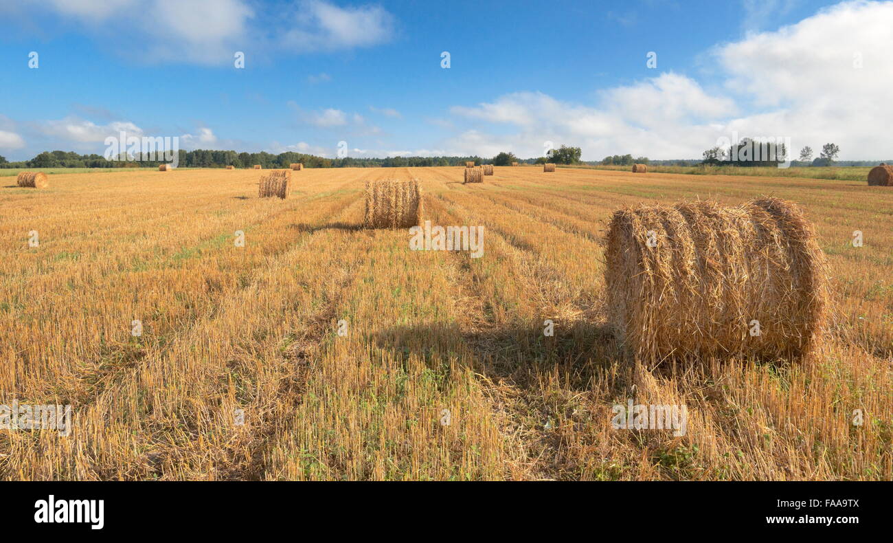 Field poland hi-res stock photography and images - Alamy