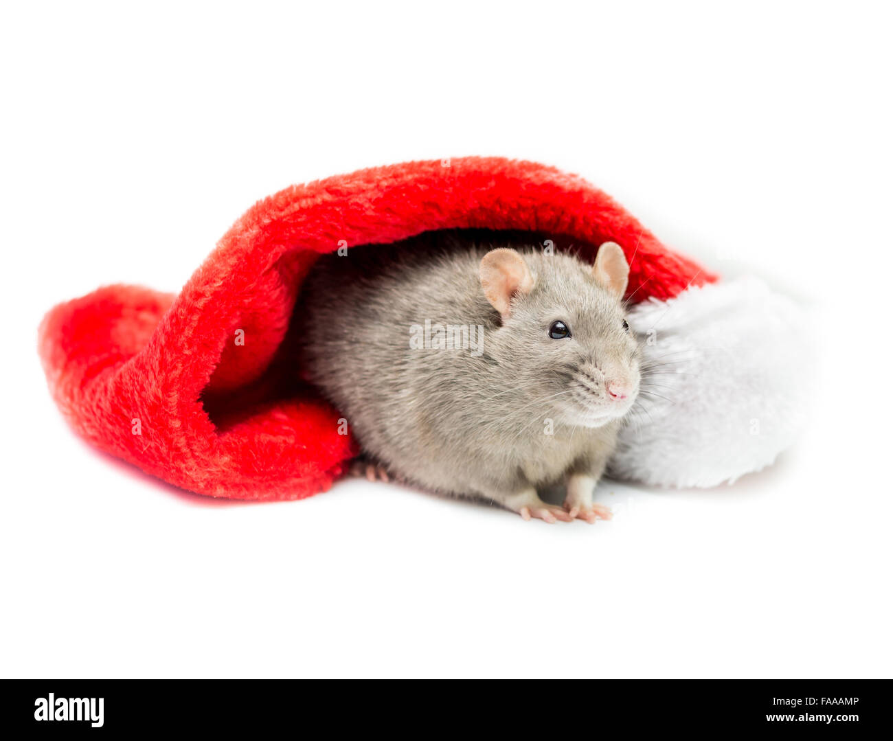 Fat rat hi-res stock photography and images - Alamy