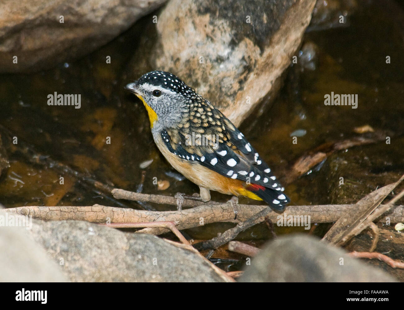 Spotted Pardalote 'Pardalotus punctatus' Stock Photo - Alamy