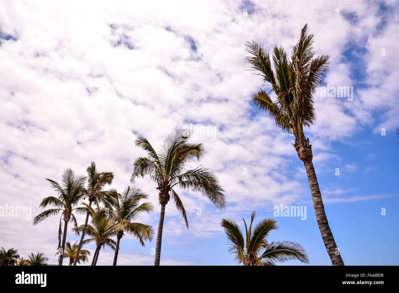 Green Palm Canarian Tree Stock Photo - Alamy