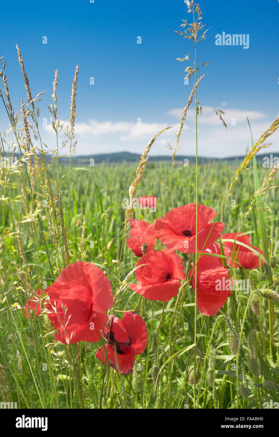Landscape with a blooming poppies and blue sky in the background ...