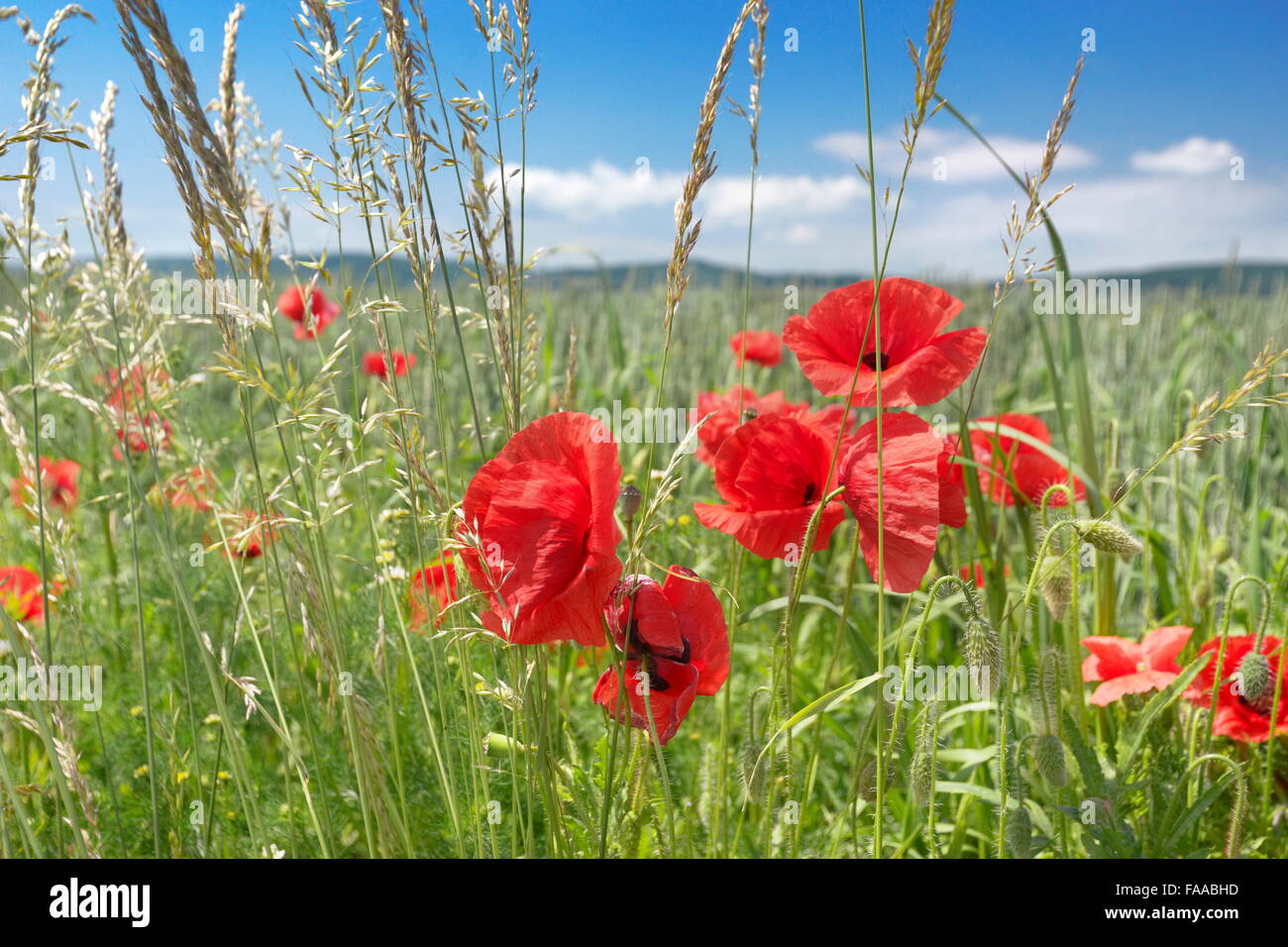 Landscape with blooming poppy, Poland Stock Photo - Alamy