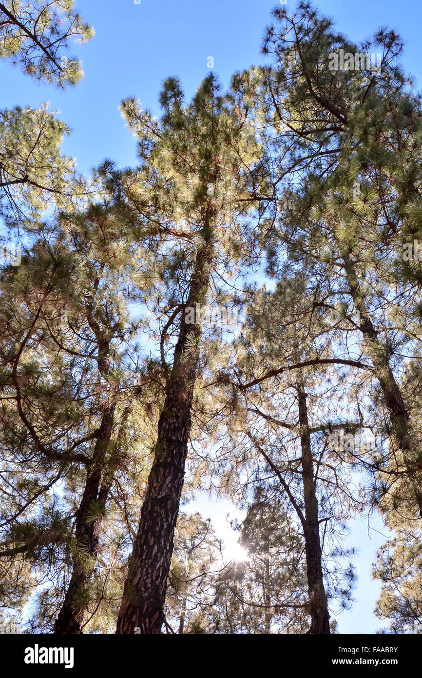 Pine Tree View Stock Photo - Alamy