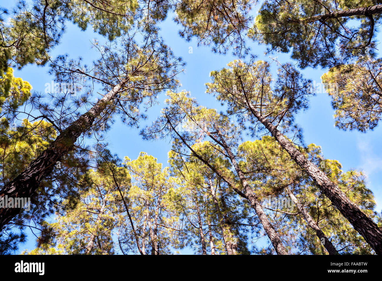 Pine Tree View Stock Photo - Alamy