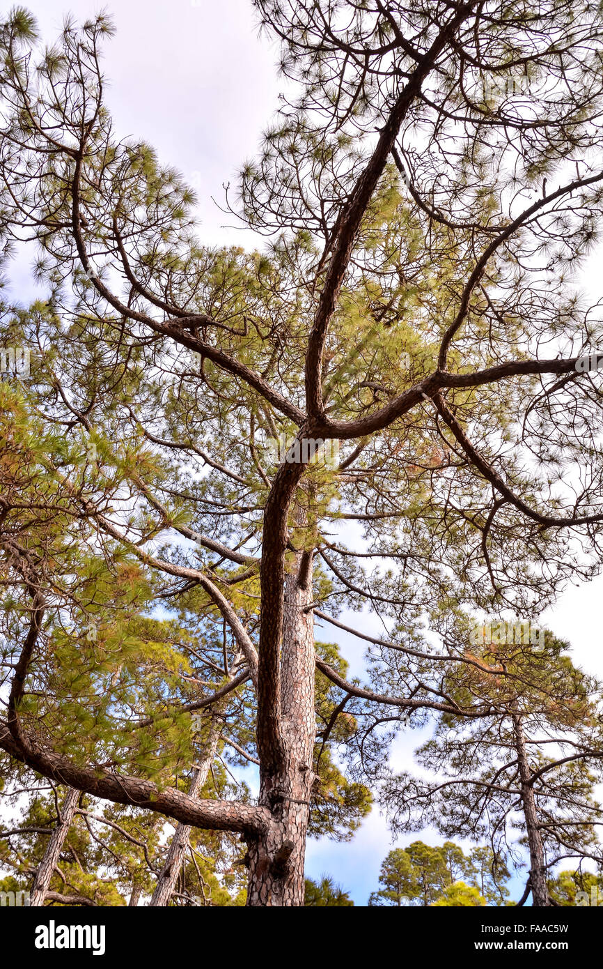 Pine Tree View Stock Photo - Alamy