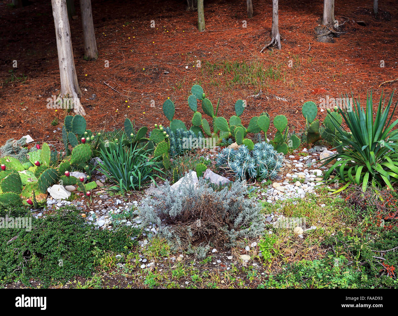 Subtropical plants hi-res stock photography and images - Alamy