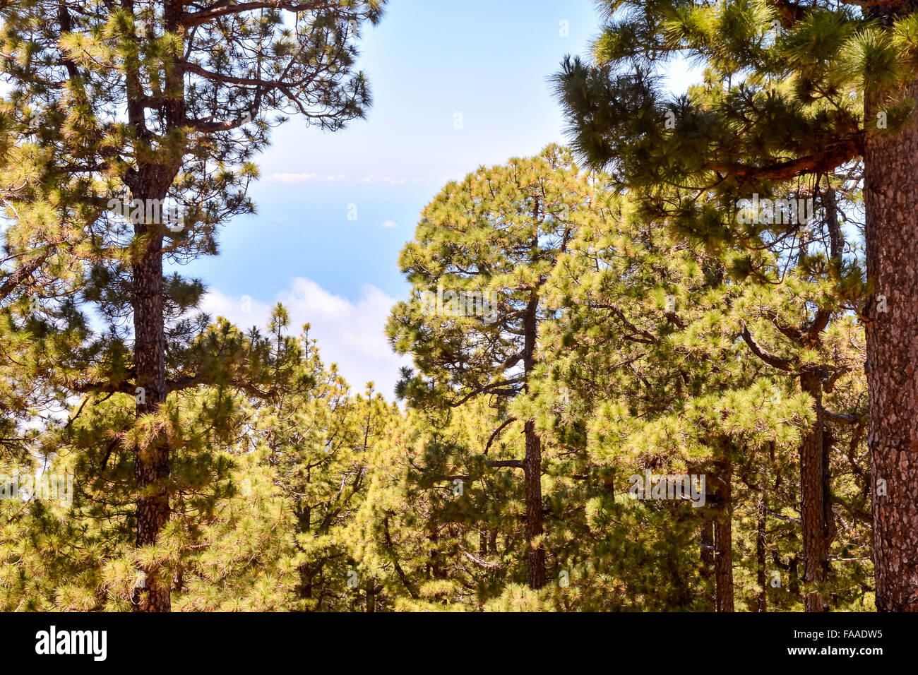 Pine Tree View Stock Photo - Alamy