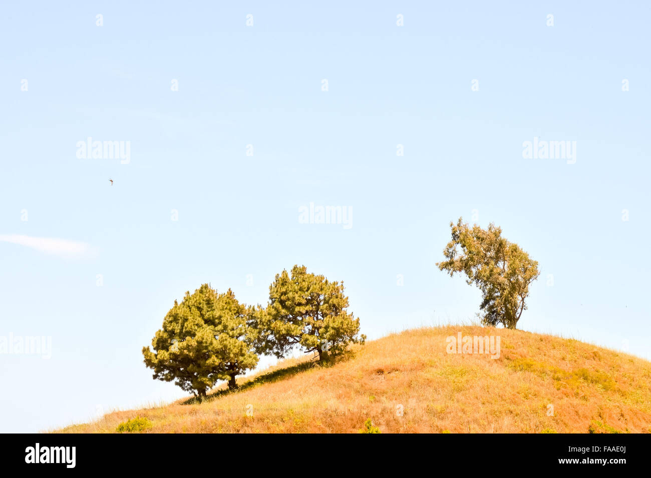 Trees on the Mountain Top Stock Photo - Alamy