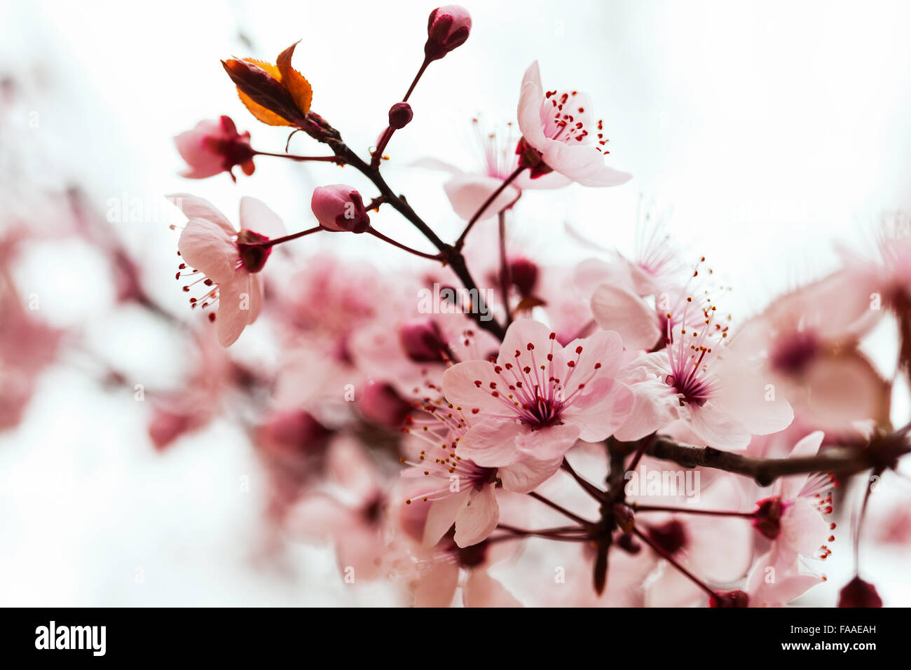 almond tree branch in spring garden Stock Photo - Alamy