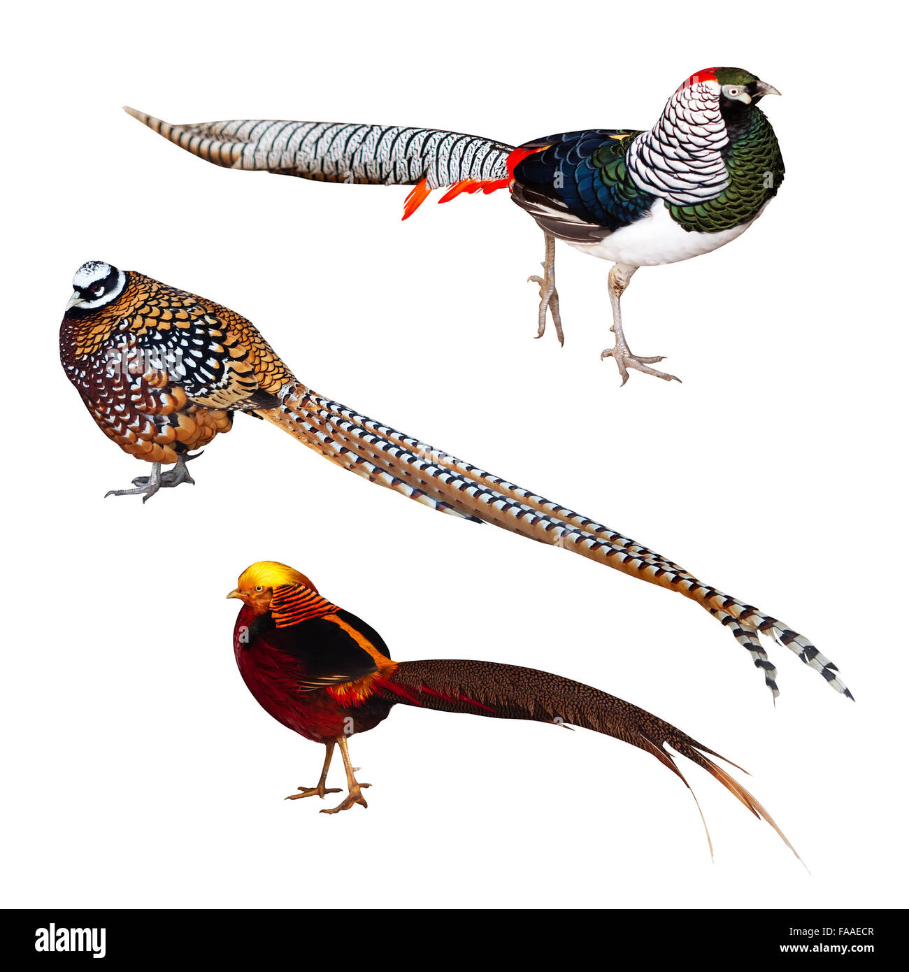 Set of Pheasant birds. Isolated over white background. It's Lady ...