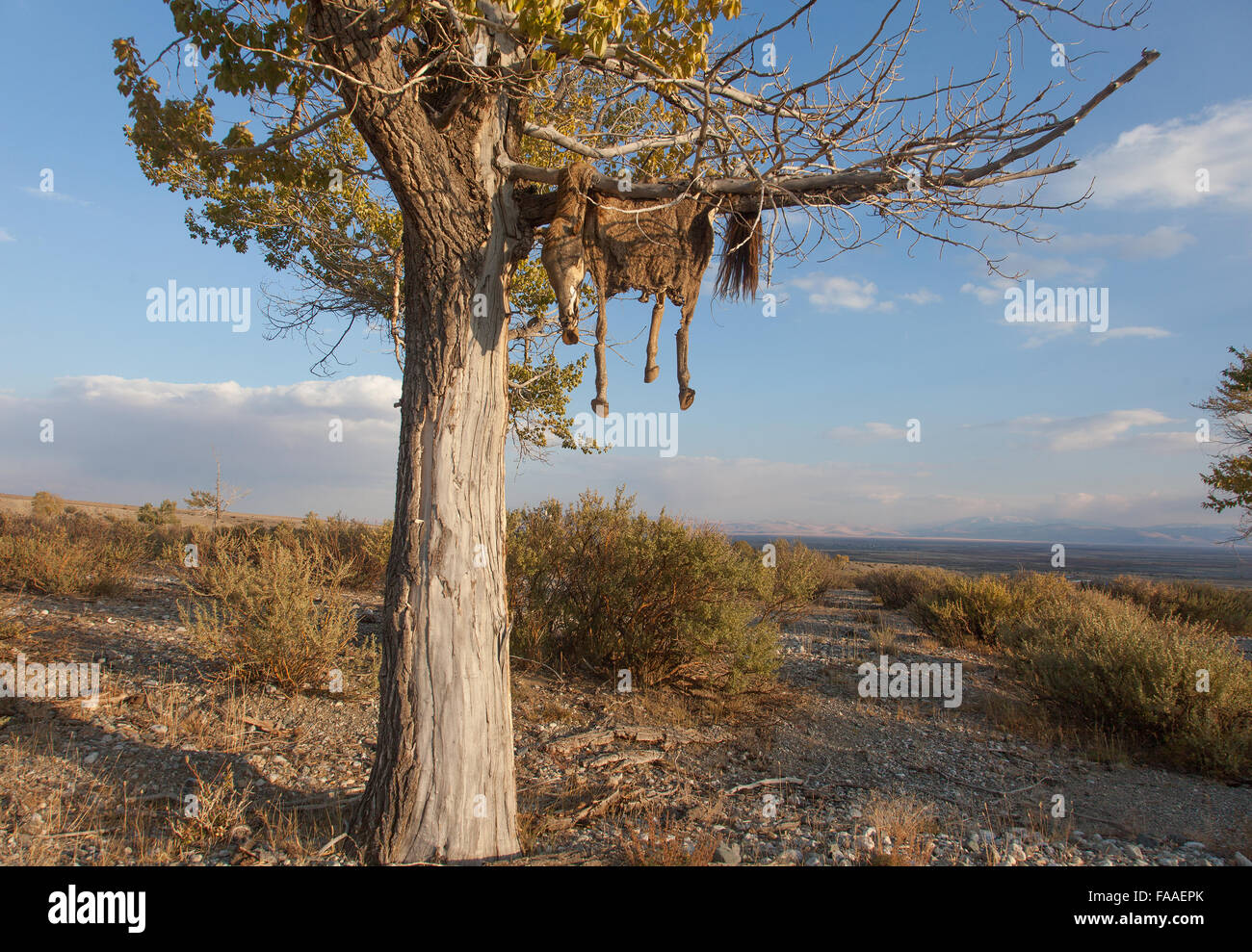 Hide women dead body hi-res stock photography and images - Alamy