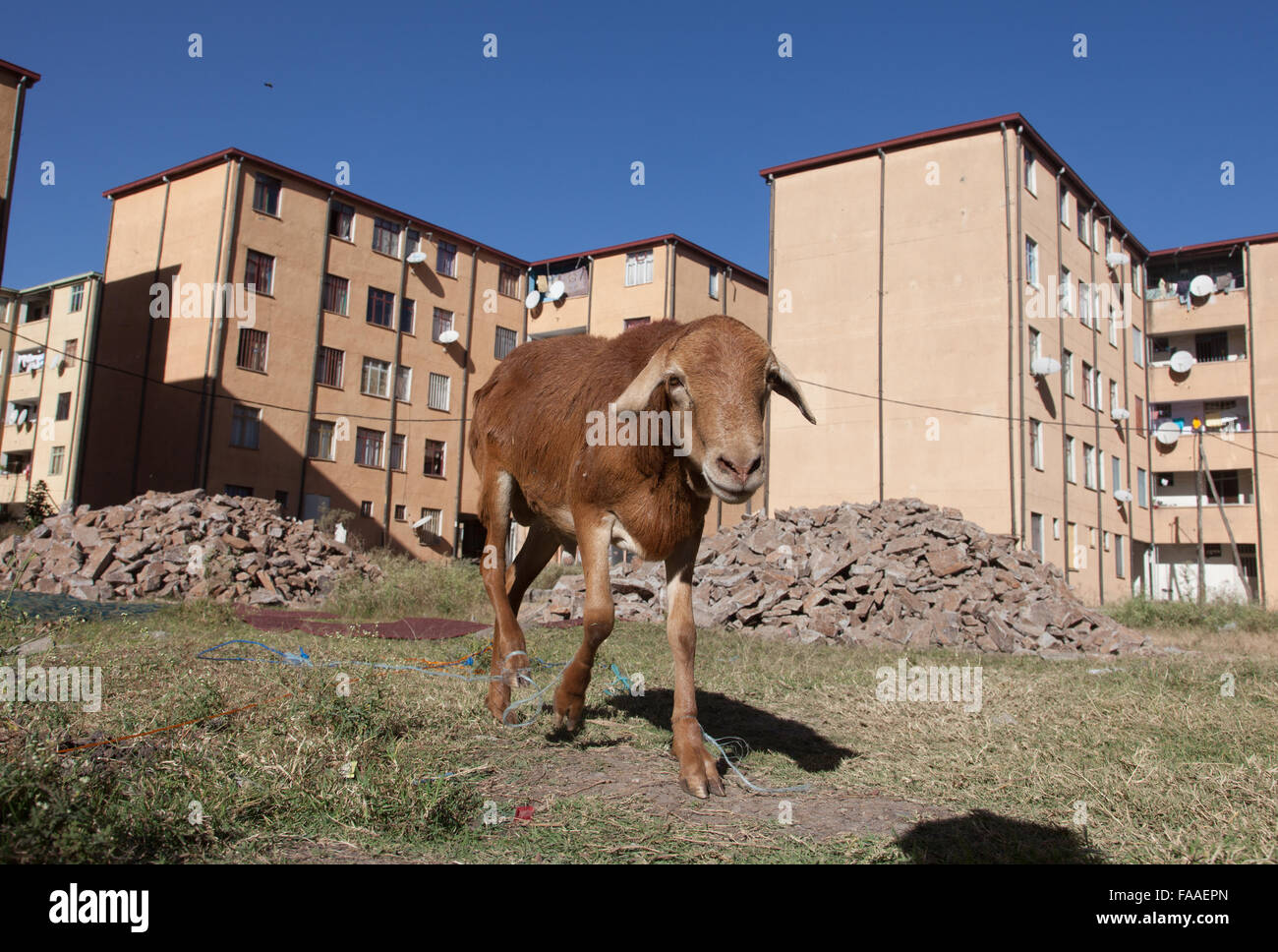 Ethiopia, Addis Ababa, December 6,2013. Street of Addis Ababe. Djoma ...