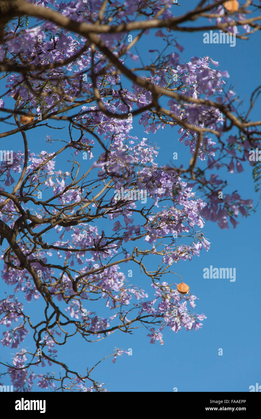 Purple flower addis ababa ethiopia hi-res stock photography and images ...