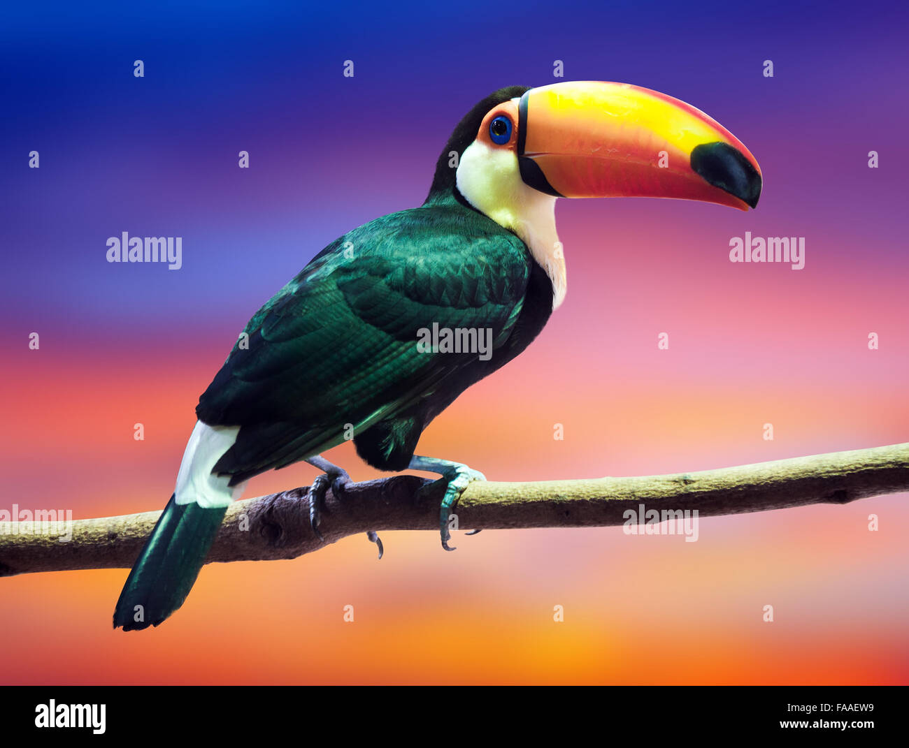 Toco Toucan against sunset sky background Stock Photo - Alamy