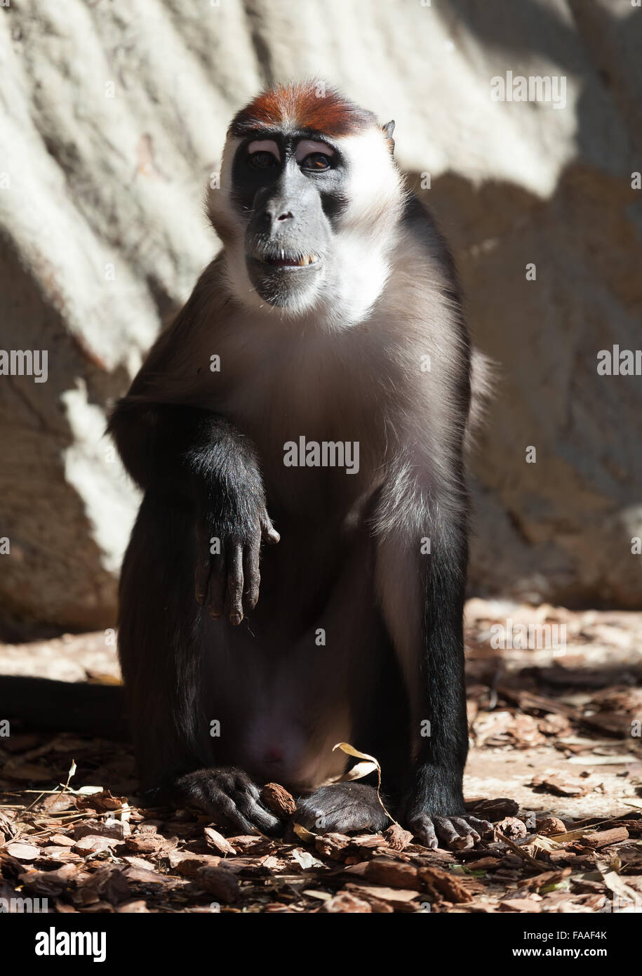 Adult Collared mangabey (Cercocebus torquatus Stock Photo - Alamy