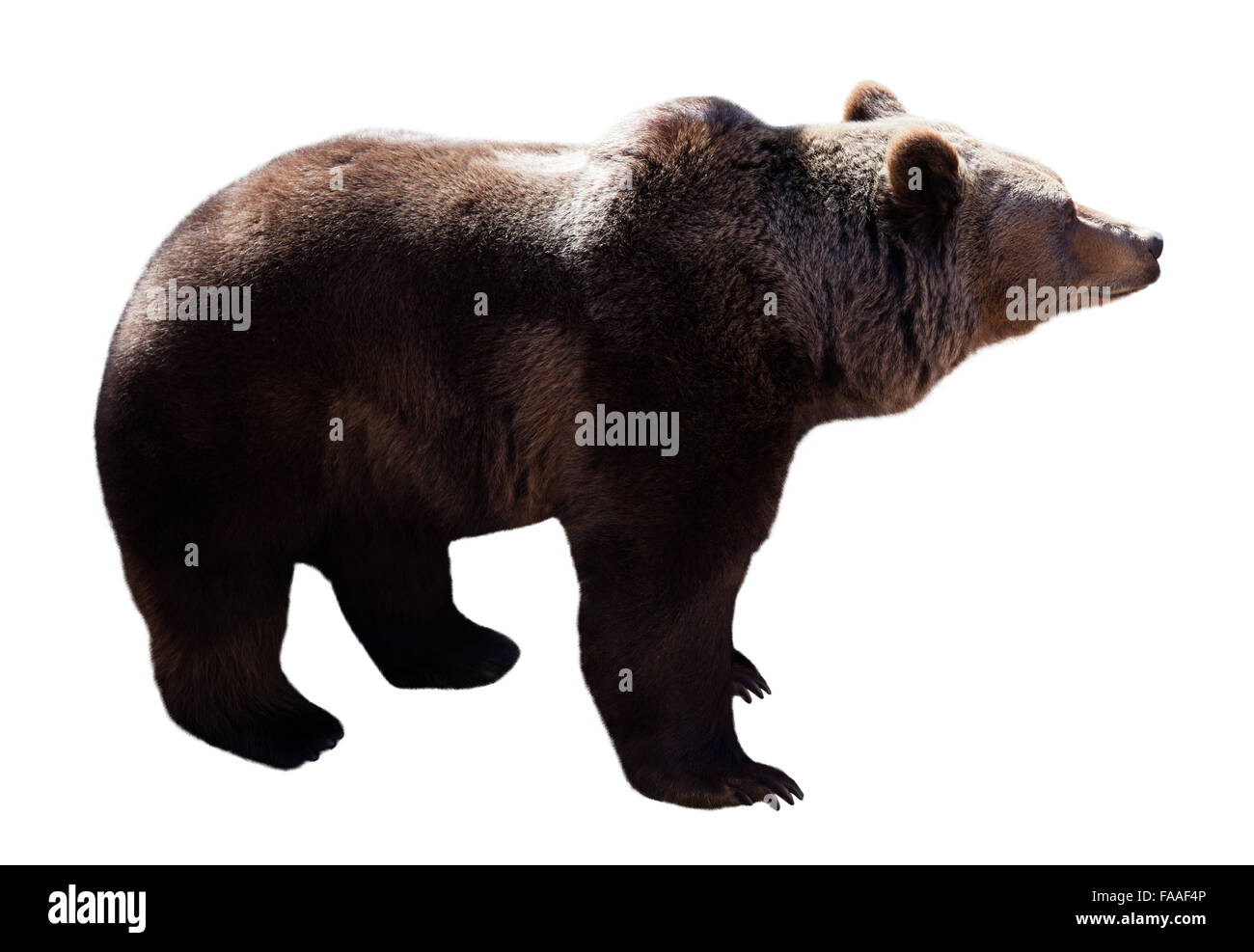 Bear Standing White Background