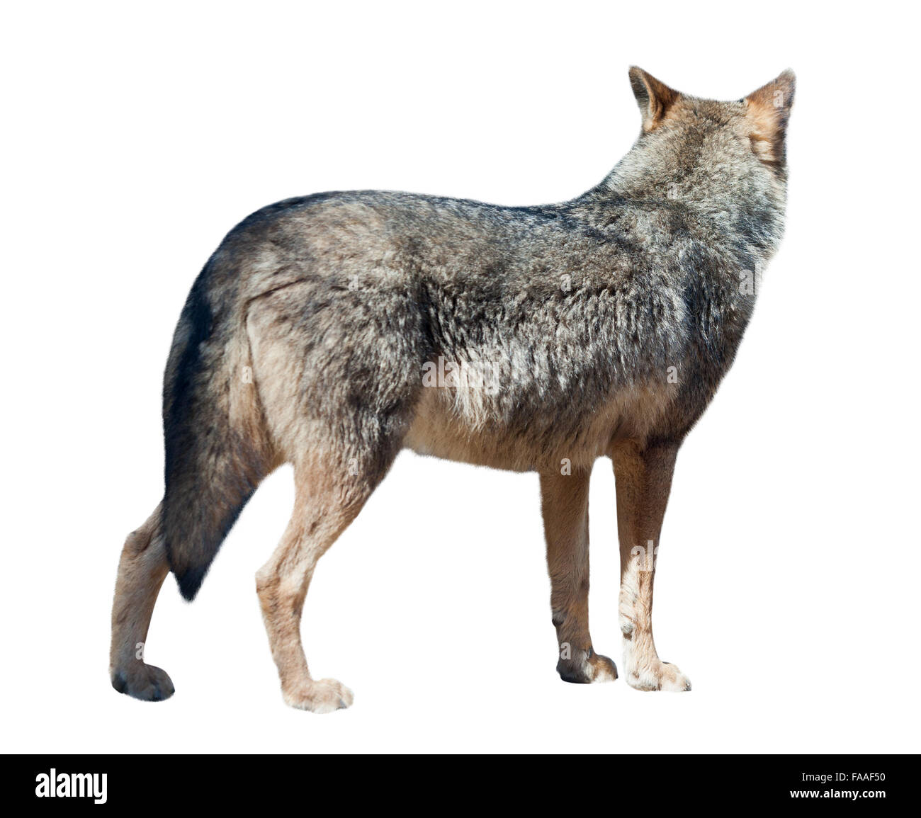Wolf cut out hi-res stock photography and images - Alamy