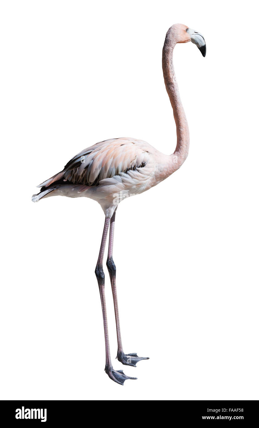 Standing flamingo. Isolated over white background Stock Photo - Alamy