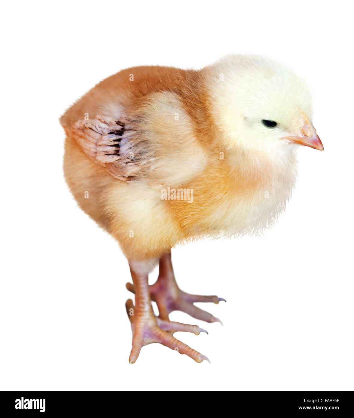 little yellow chicken in farm. Isolated over white Stock Photo - Alamy