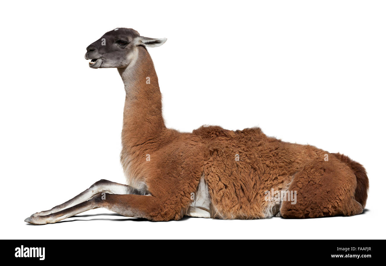 guanaco. Isolated on white background with shade Stock Photo - Alamy