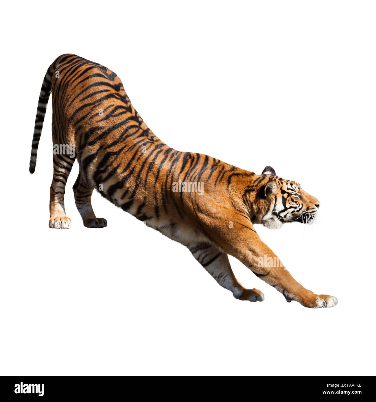 Adult tiger. Isolated over white Stock Photo - Alamy