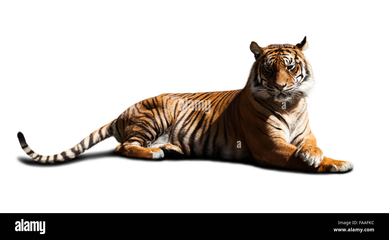 Tiger Cut Out Stock Images & Pictures - Alamy