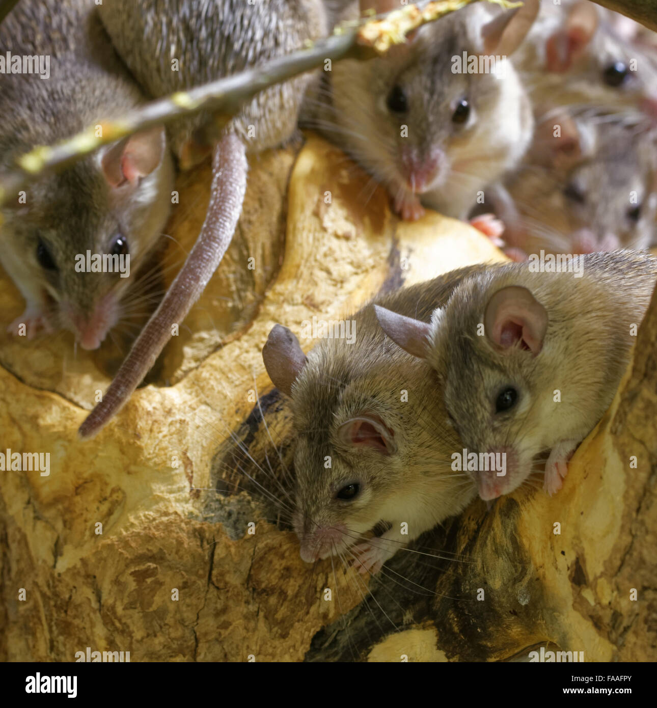 Asia Minor spiny mouse (Acomys cilicicus) is a species of rodent in the ...