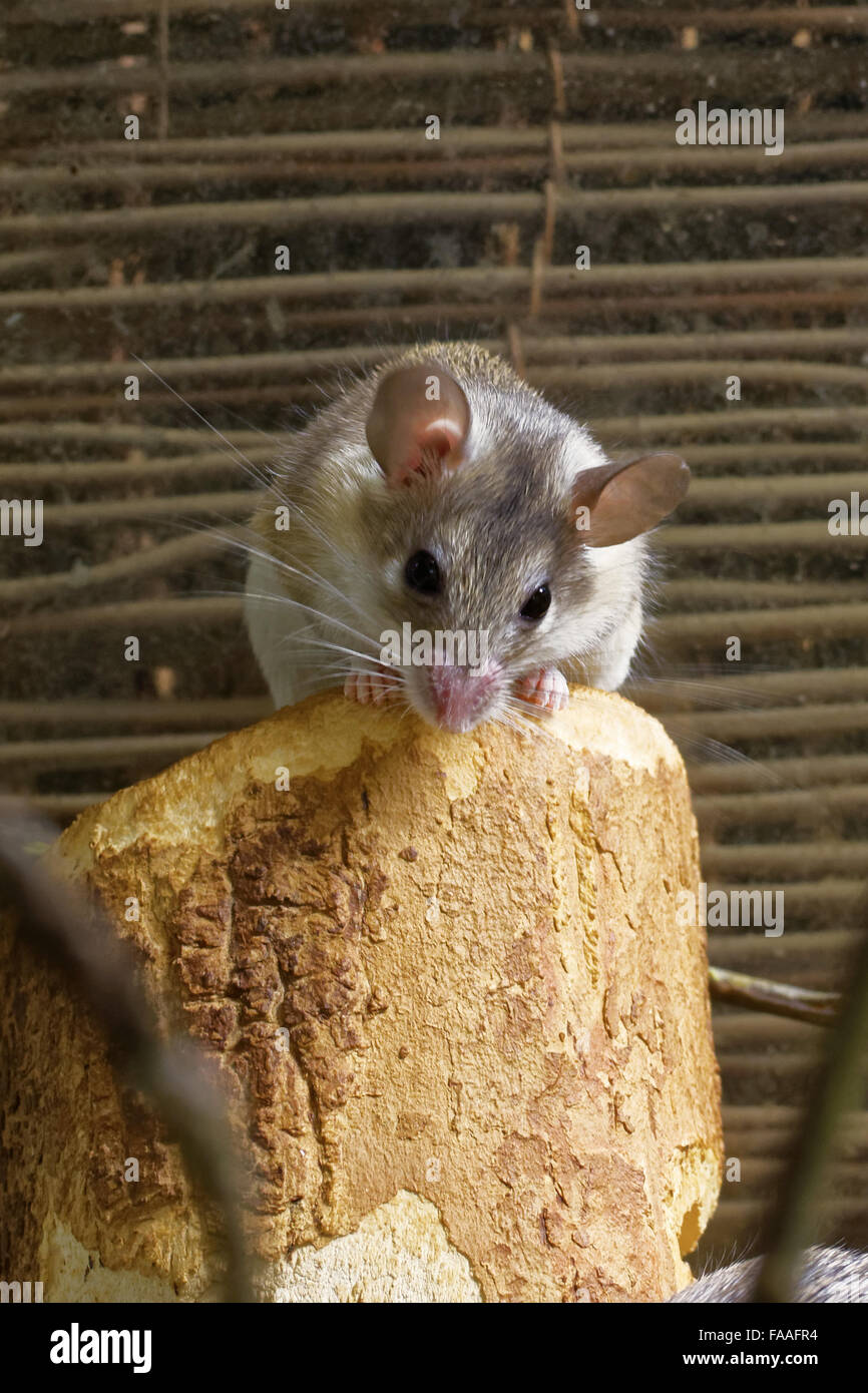 Asia Minor spiny mouse (Acomys cilicicus) is a species of rodent in the ...