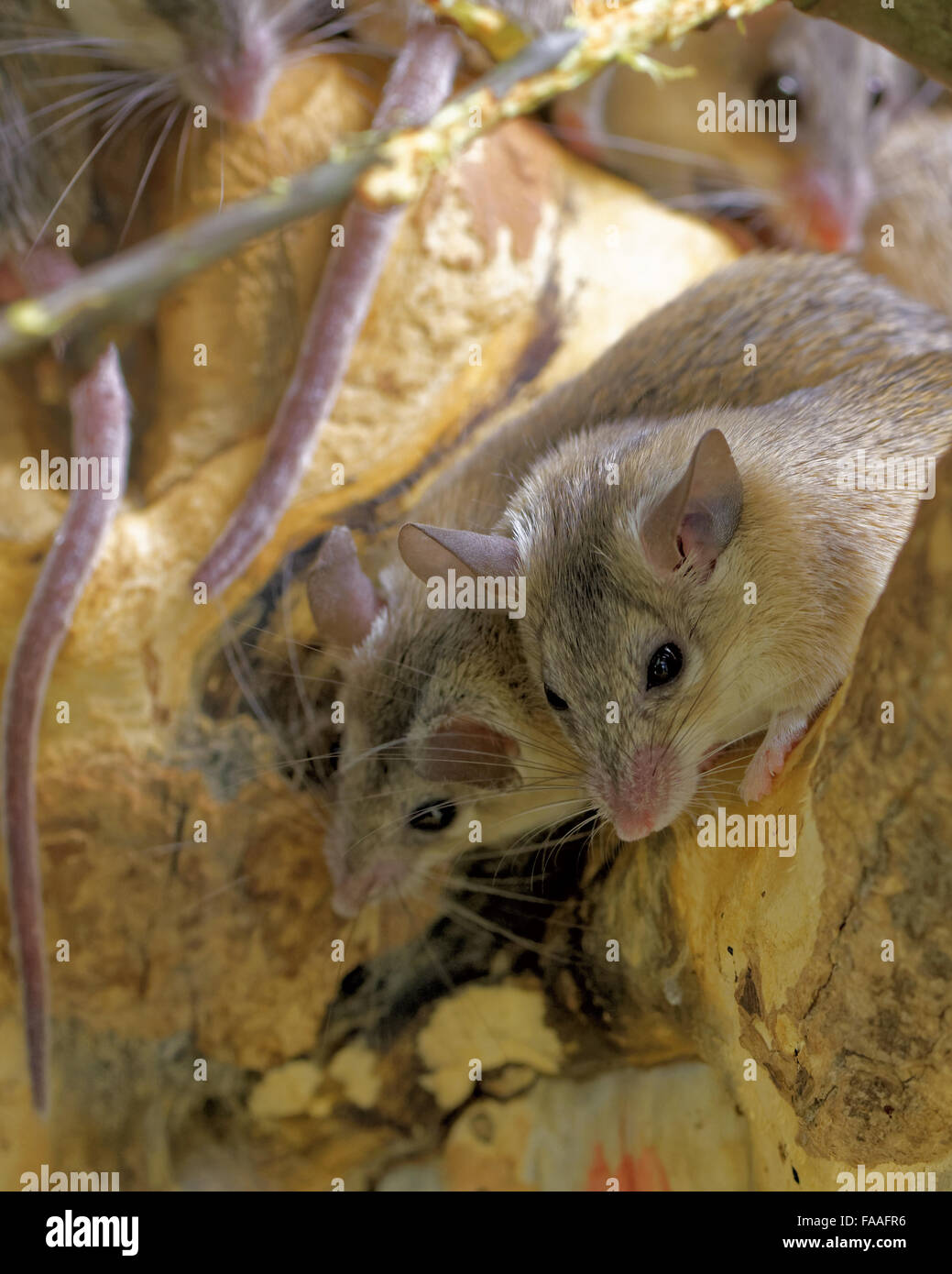 Asia Minor spiny mouse (Acomys cilicicus) is a species of rodent in the ...