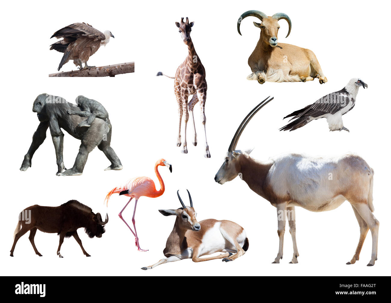 Oryx Scimitar and other African animals. Isolated on white background ...