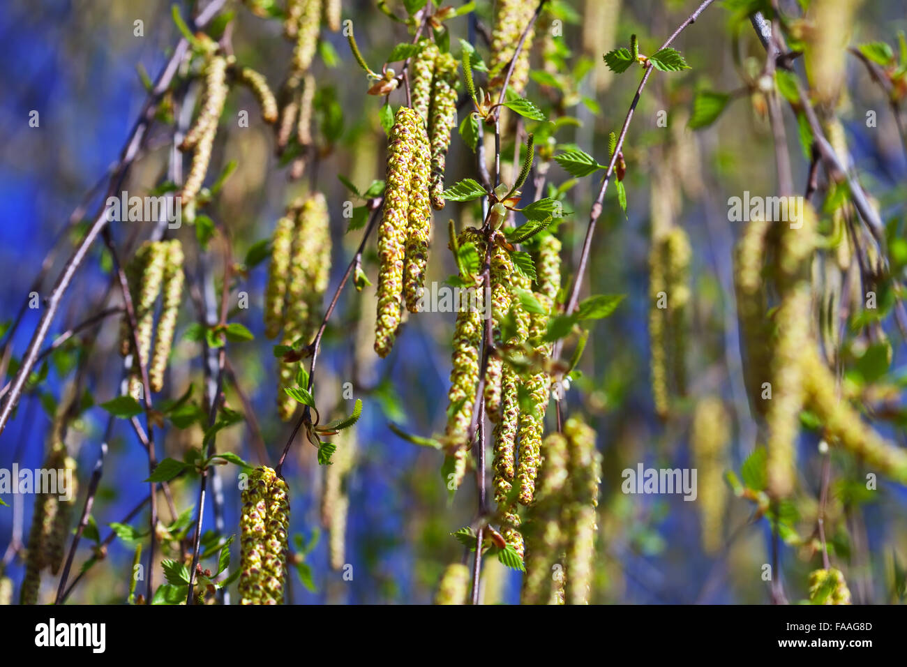 birch branches with catkins in spring Stock Photo - Alamy