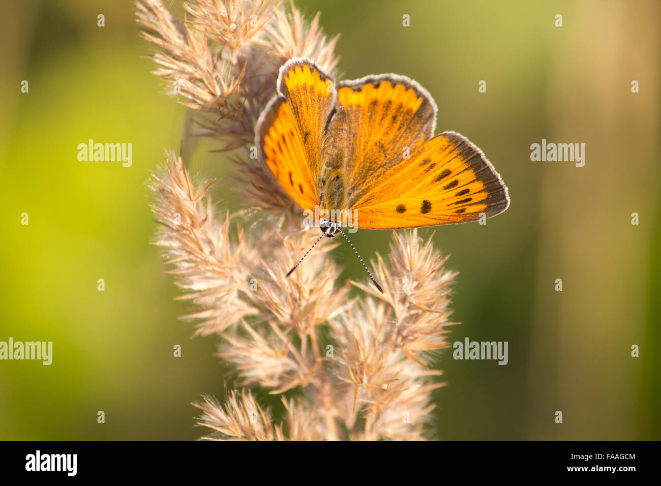 Small copper butterfly Stock Photo - Alamy