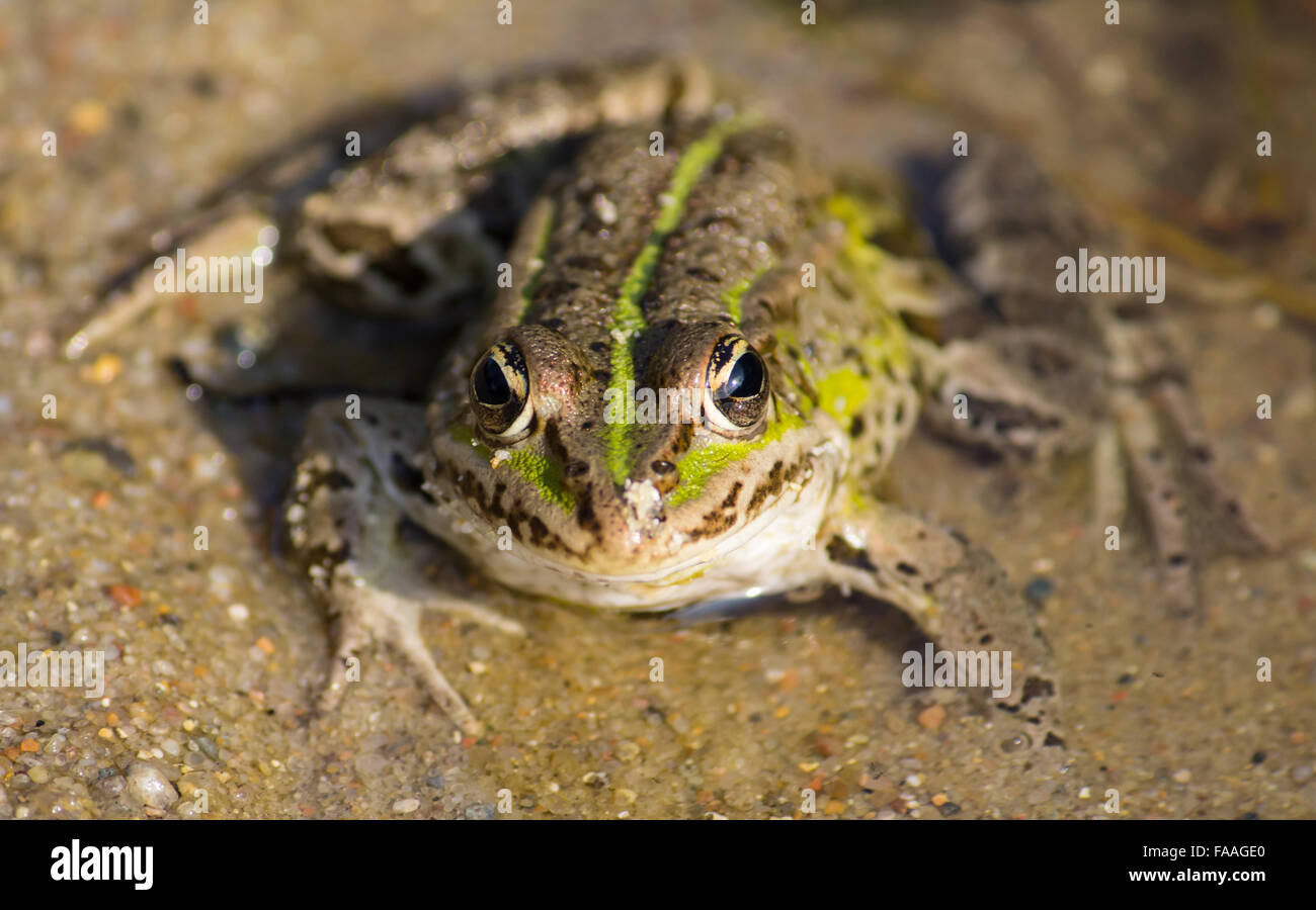 Fresh water amphibian hi-res stock photography and images - Alamy