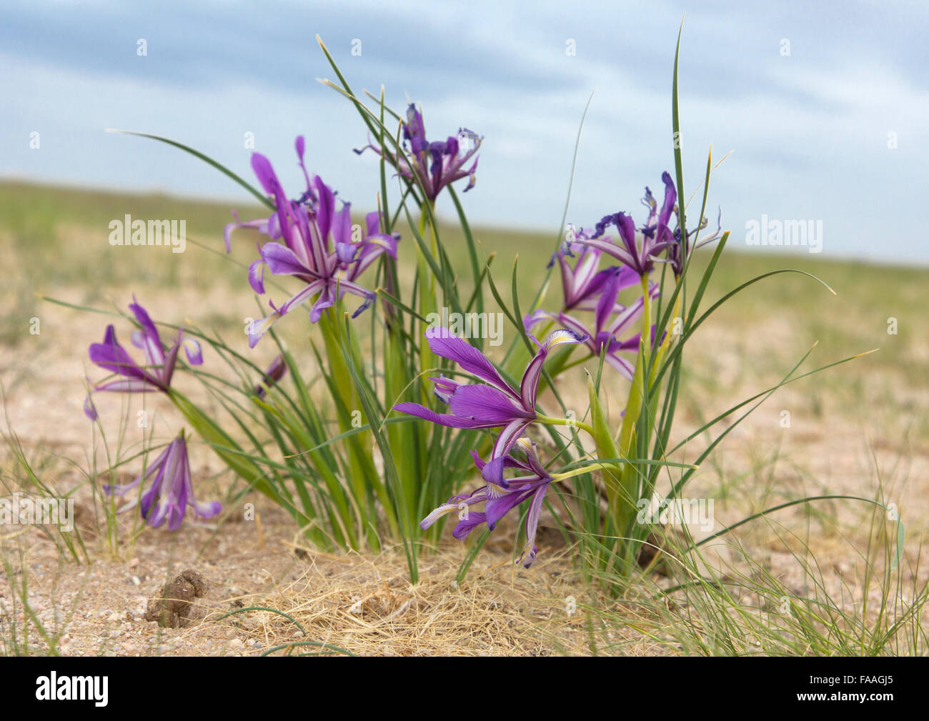 Blue irises in the desert of Mongolia Stock Photo - Alamy