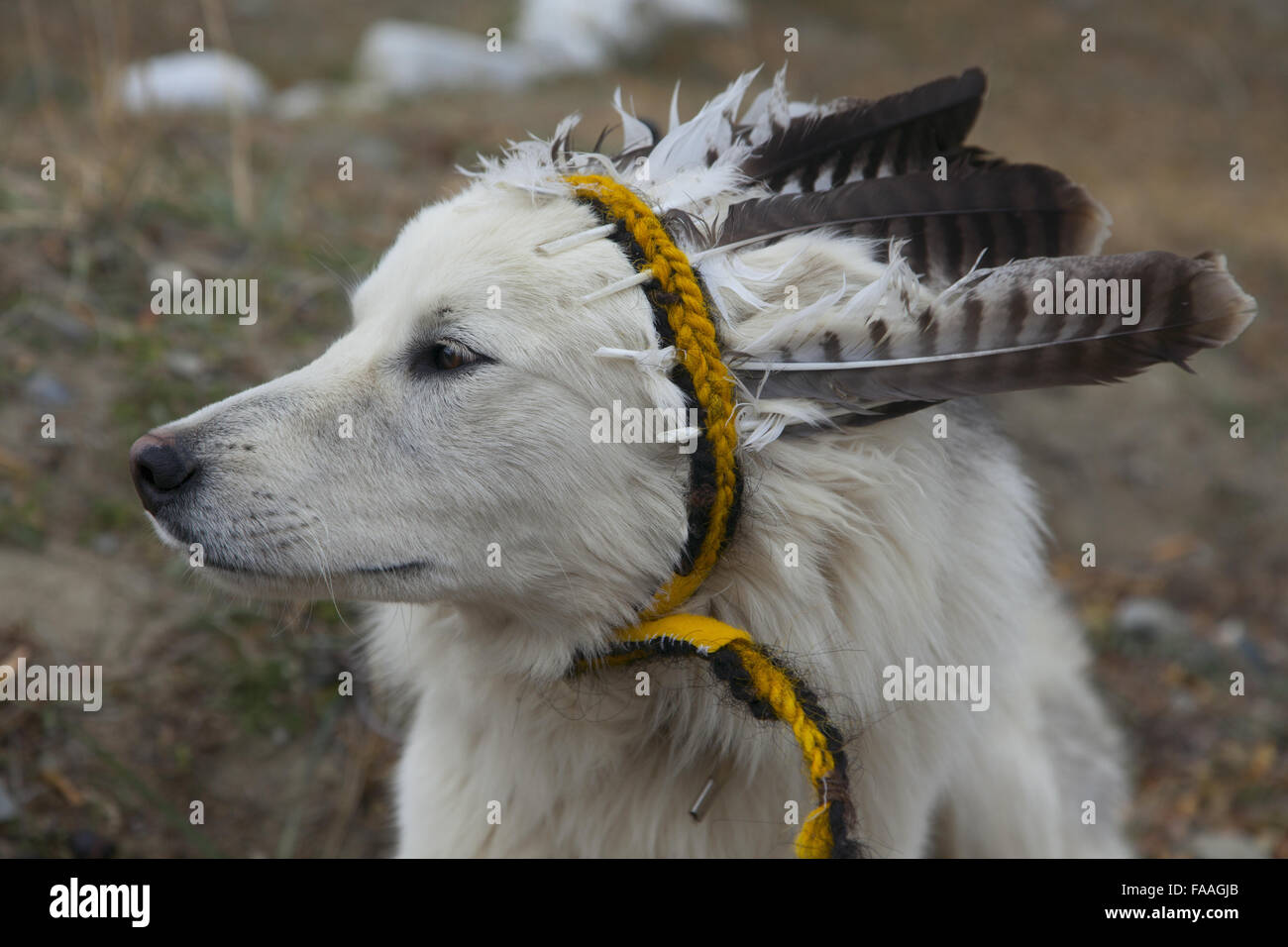 Native american pets hi-res stock photography and images - Alamy