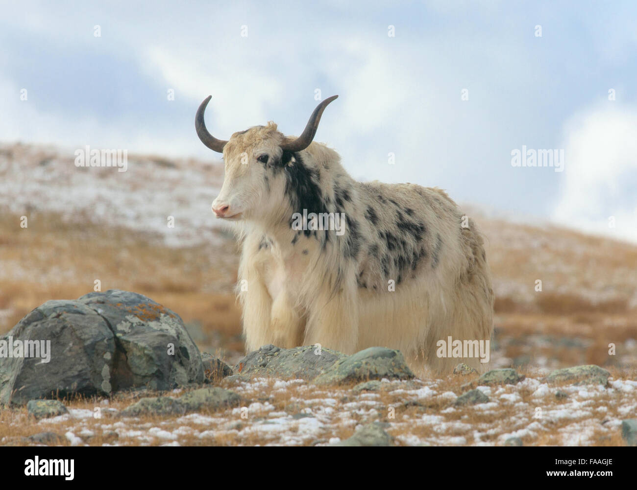 Wild yak hi-res stock photography and images - Alamy