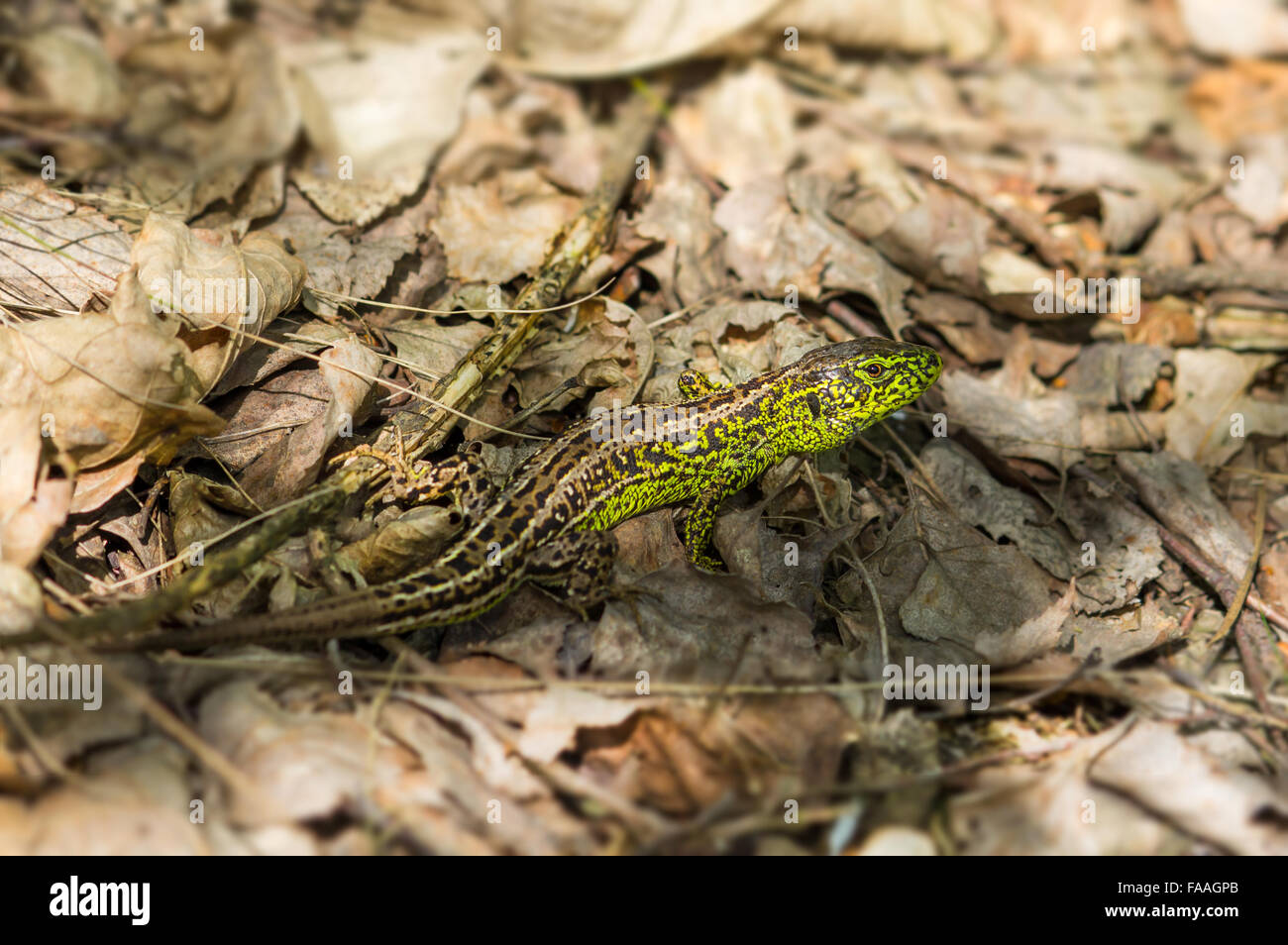 Spotted lizard hi-res stock photography and images - Alamy