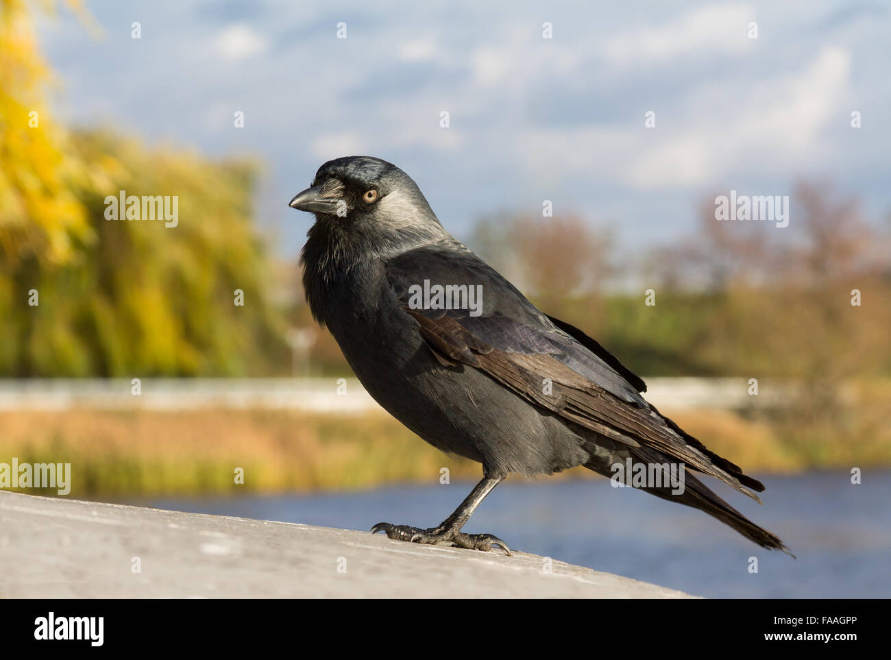 Jackdaw lake hi-res stock photography and images - Alamy