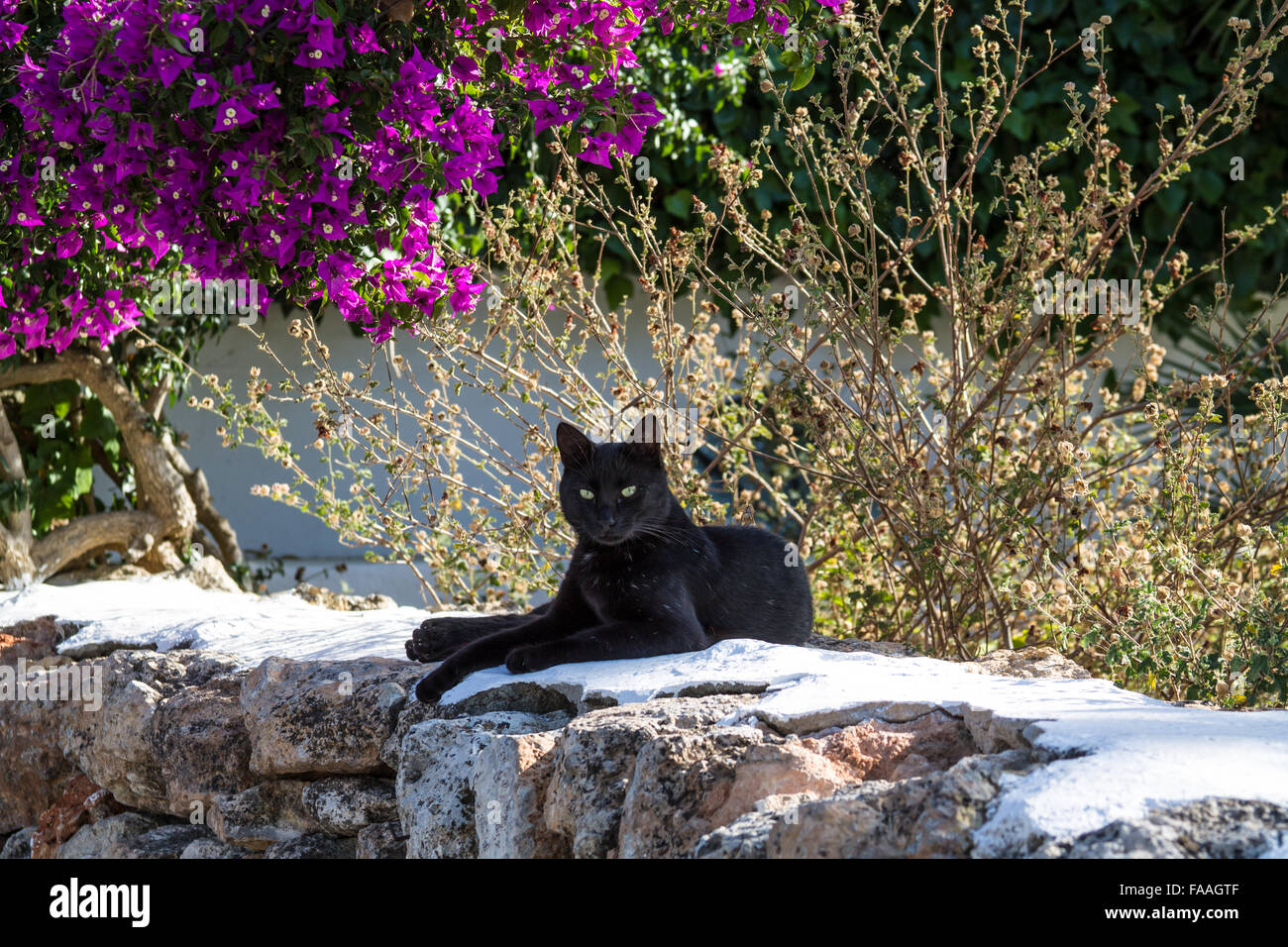 Gato hi-res stock photography and images - Alamy
