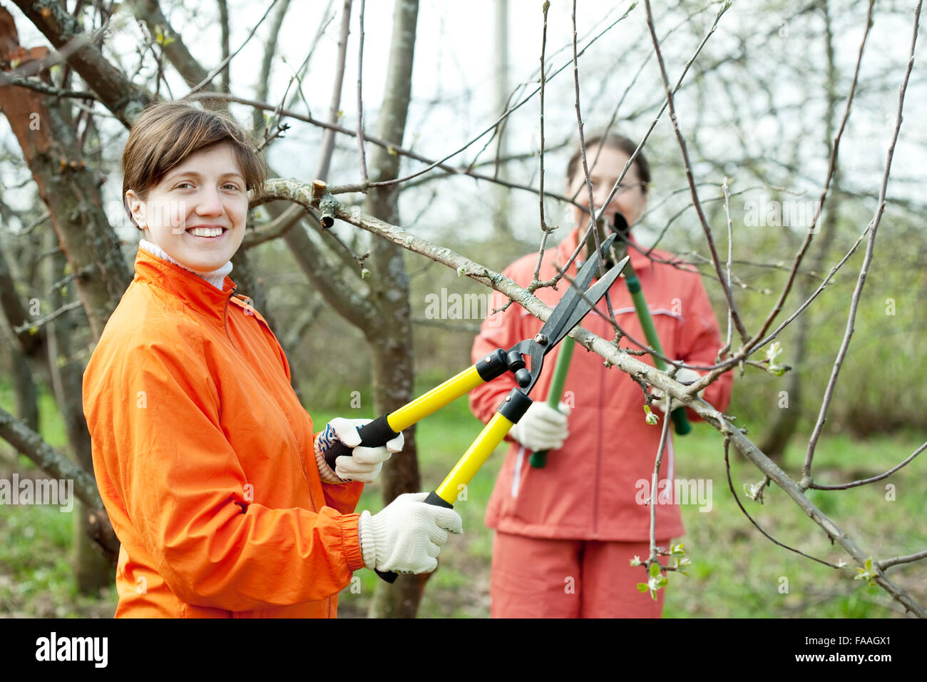 Two women pruning fruits tree in the orchard Stock Photo - Alamy