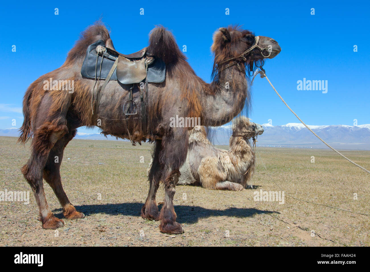 Bactrian camel nomadic hi-res stock photography and images - Alamy