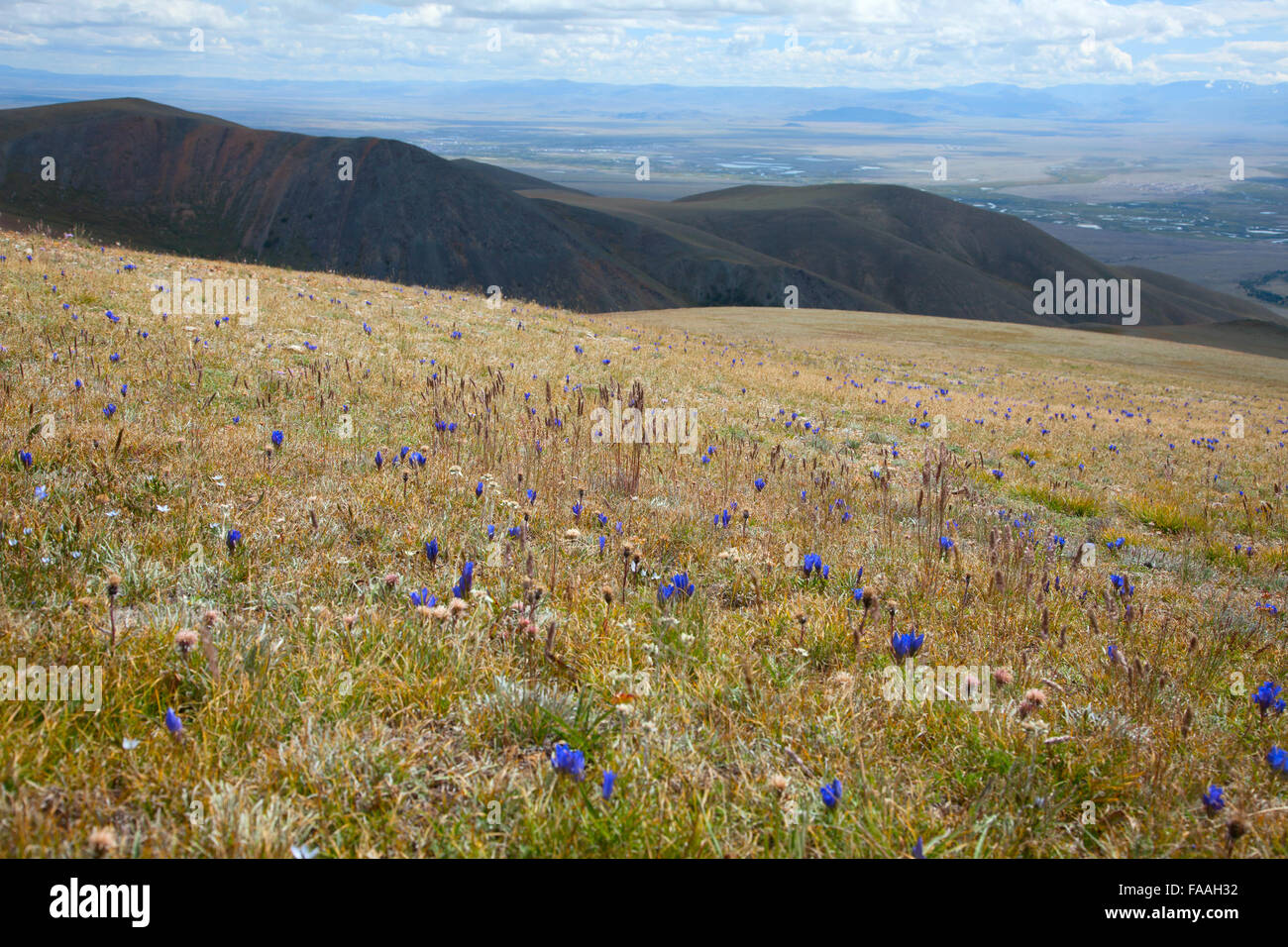 Alpin gentian hi-res stock photography and images - Alamy