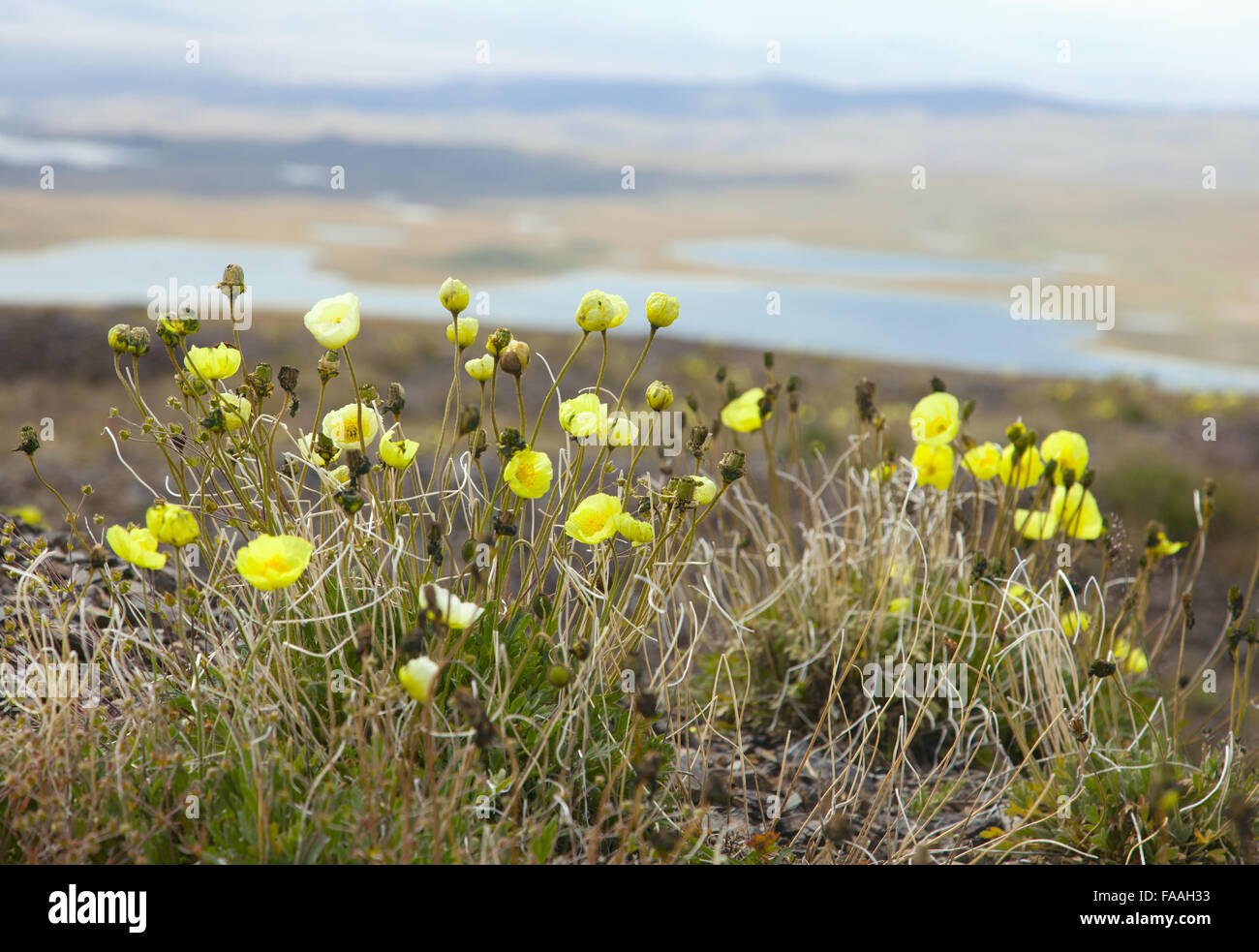 Arctic poppy papaver radicatum hi-res stock photography and images - Alamy