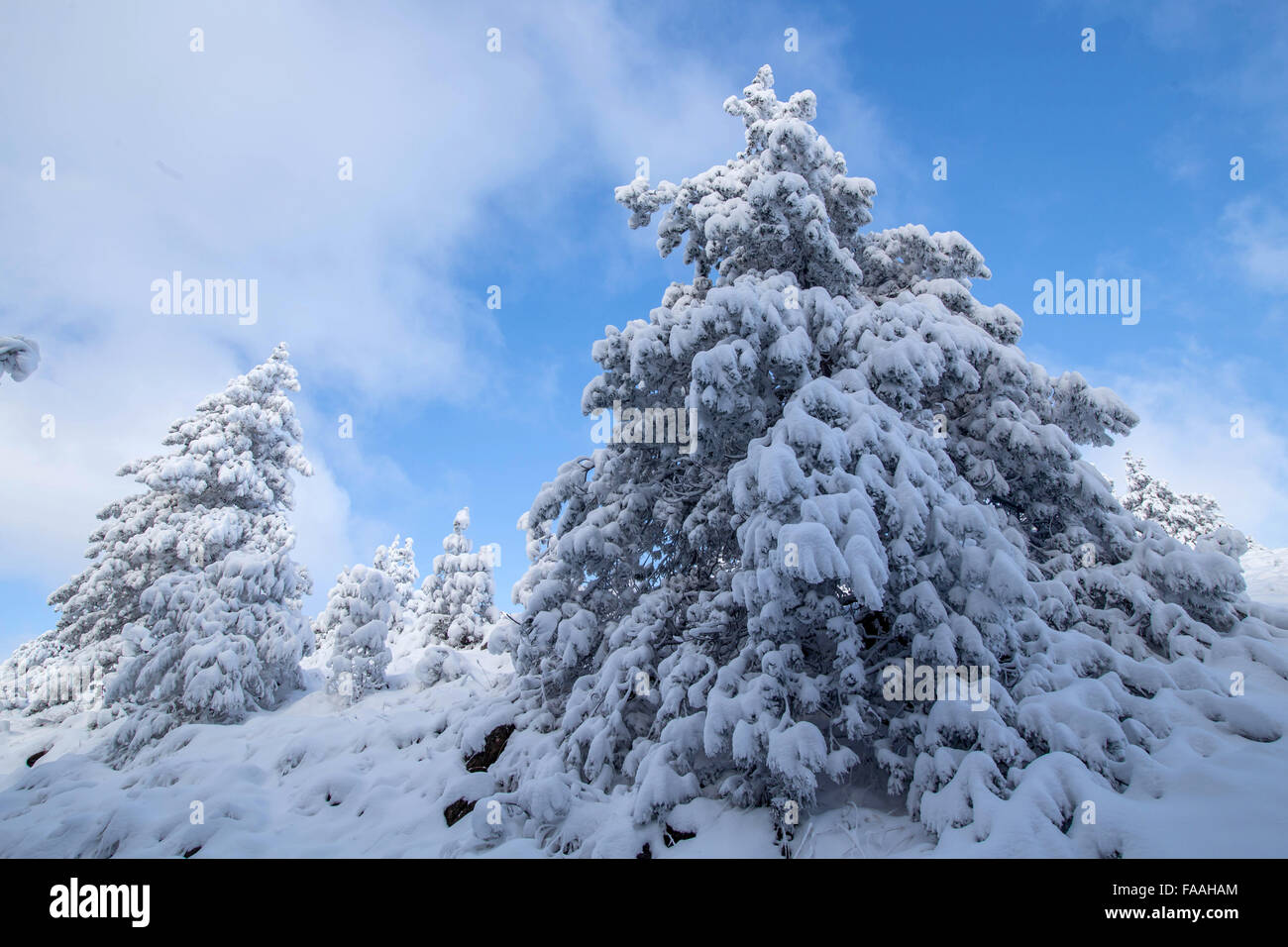 Trees under snow Stock Photo - Alamy