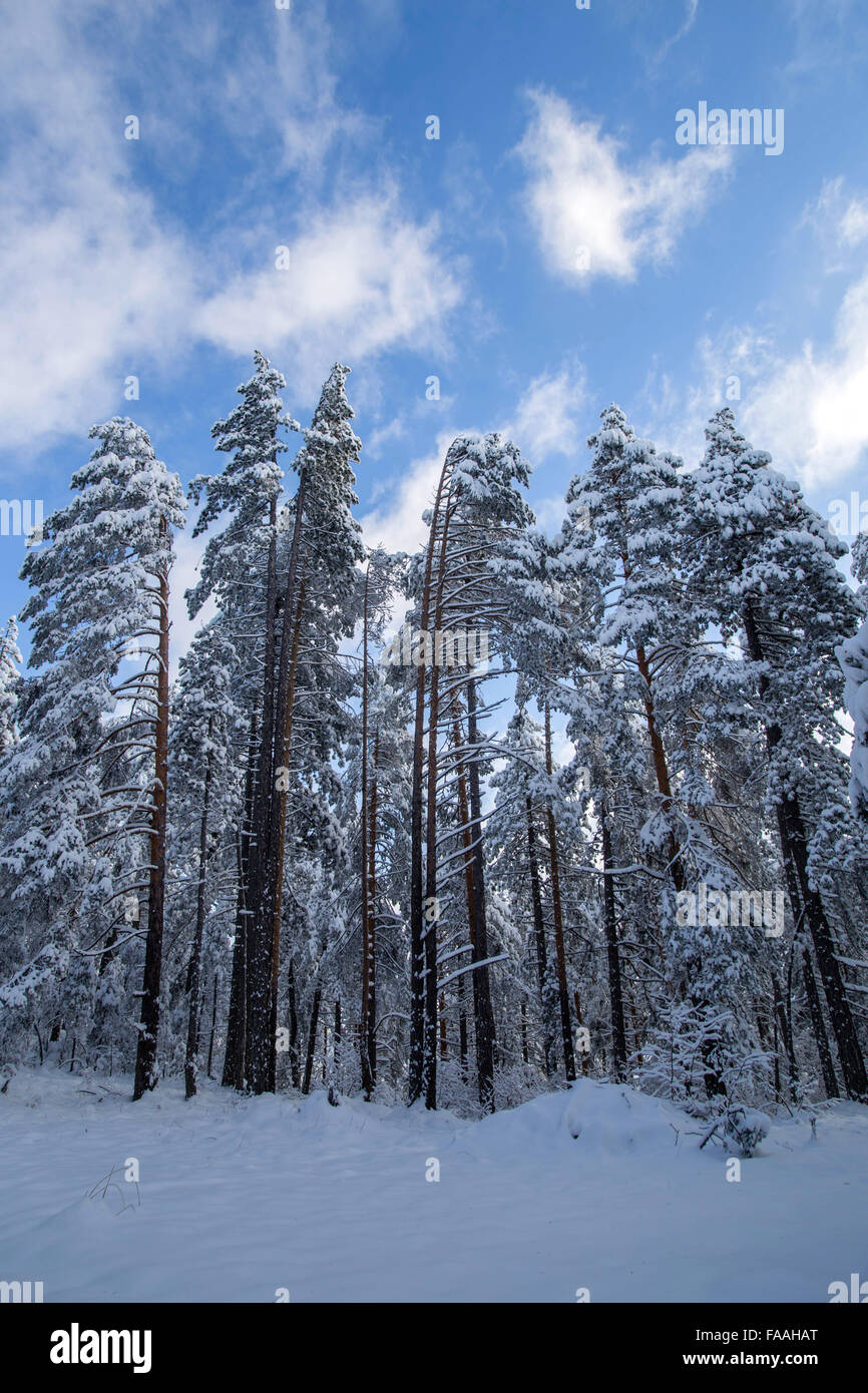 Trees under snow Stock Photo - Alamy