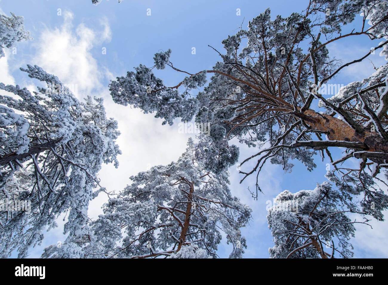 Trees under snow Stock Photo - Alamy